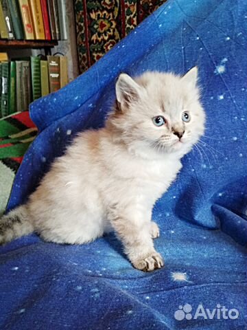 Невочка-красотка