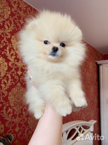 Шпиц симпатичная девочка