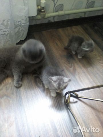 Котята