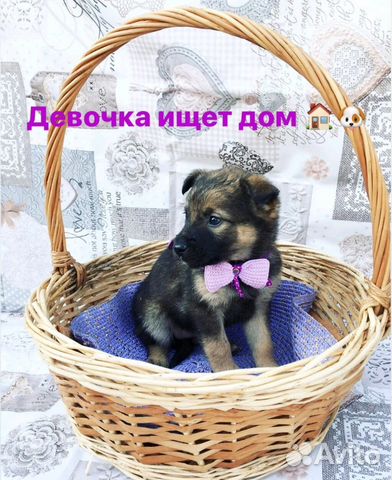 Щенки-девочки ищют свой дом