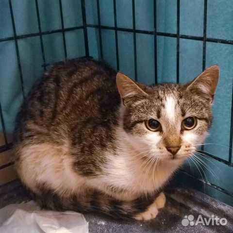 Кошечка-подросток Нэнси в добрые руки