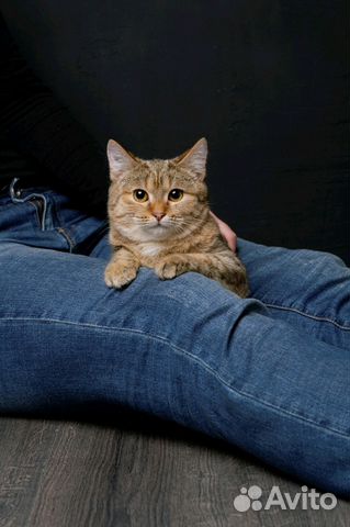 Котейка ищет заботливых хозяев)