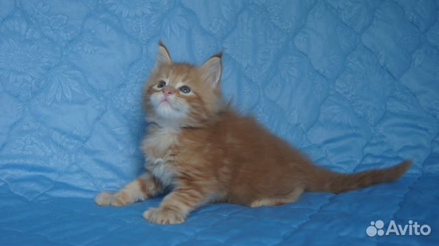 Котик-Полидакт Мейн-Кун