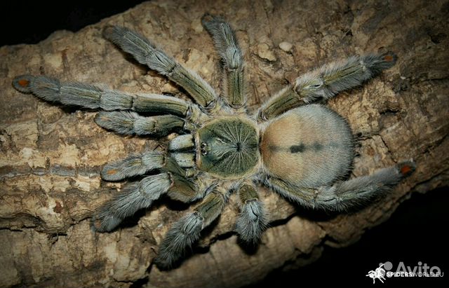 Паук-птицеед