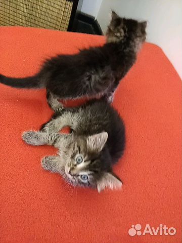 Котята
