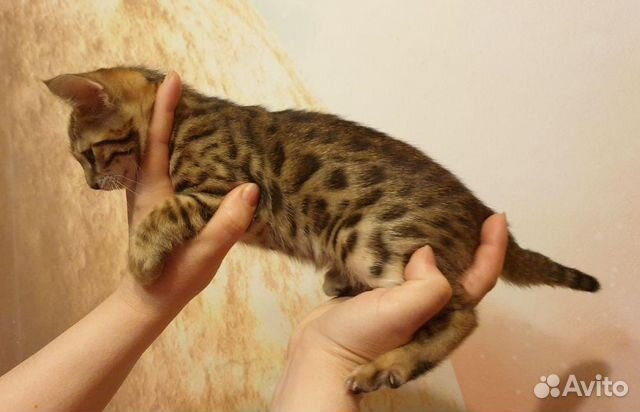 Бенгальские кошечки 2 мес