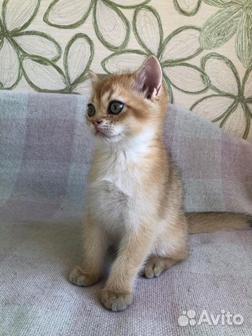 Котенок Британская шиншилла