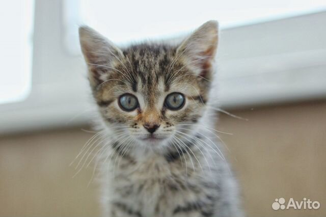 Мия - крошечный котёнок,1 месяц. В дар