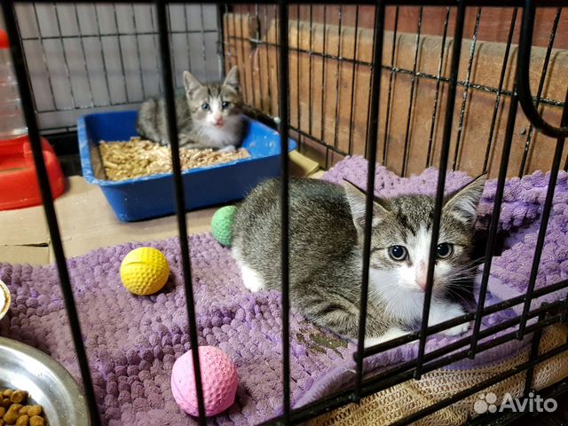 Детки из подвала кошечки 2 мес