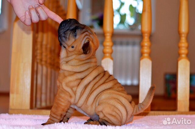 Продаётся очаровательная девочка