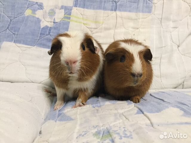 Морские свинки мальчики крестеды
