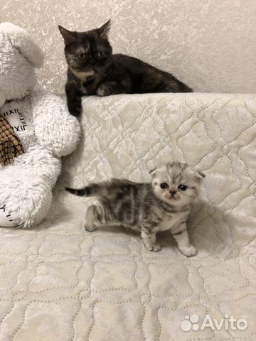 Шотландские вислоухие котята