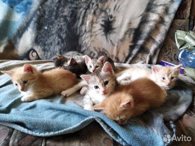Милым котятам нужен дом