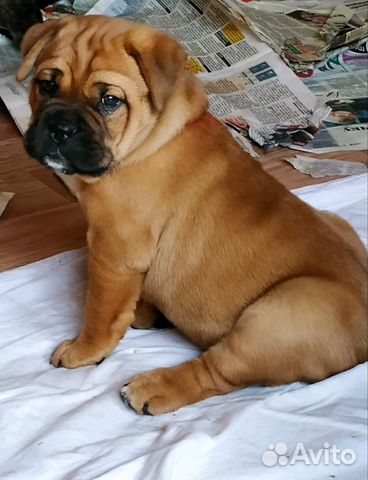 Щенки Ка де бо