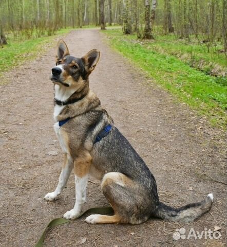 Лайма. Красивая добрая собака. Бесплатно
