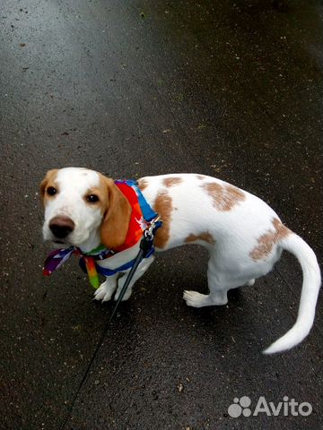 В добрые руки