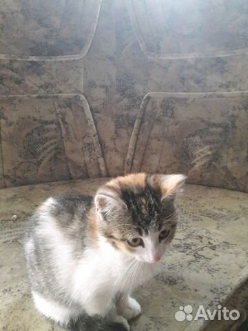 Котёнок-девочка