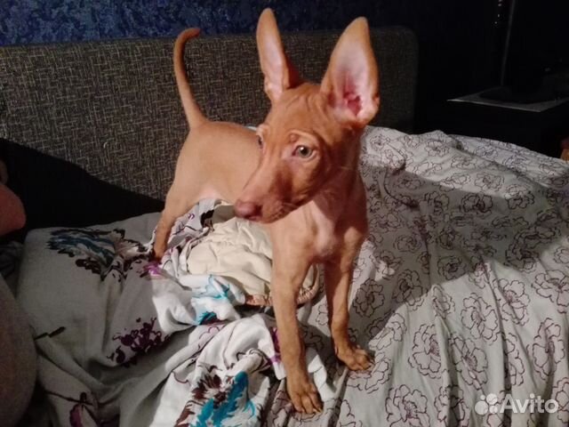 Щенок Чирнеко дель Этна