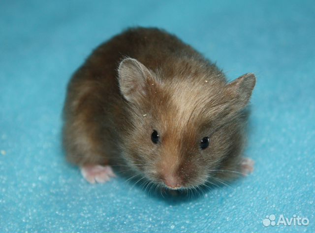 Сирийские хомячки от голландских производителей