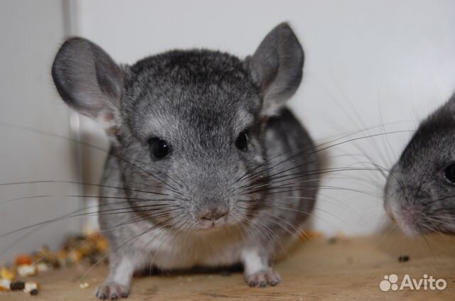 Шиншилленок мальчик