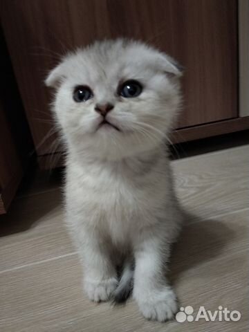 Шотландские антидепрессантики