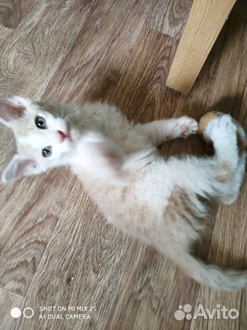 Корниш-рекс метис