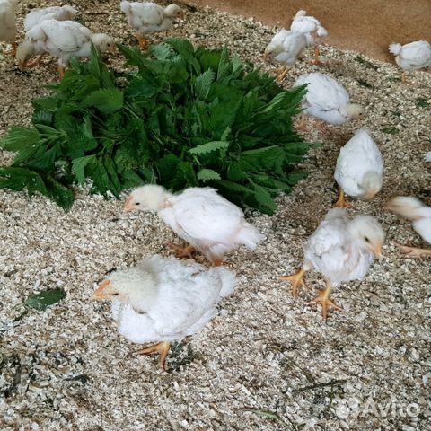 Цыплята бройлеров месячные