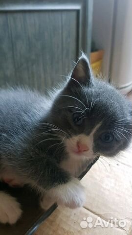 Котенок в добрые руки