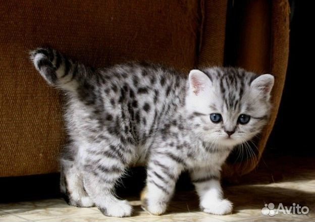 Котята британские