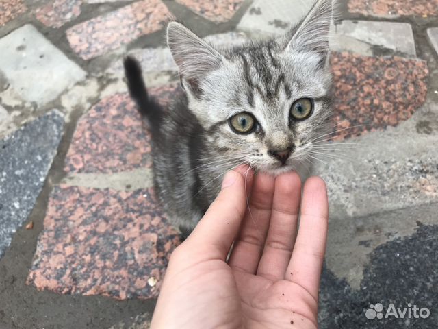Котик полосатик (мраморный окрас)