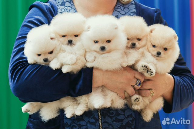 Самые красивые шпицемалыши