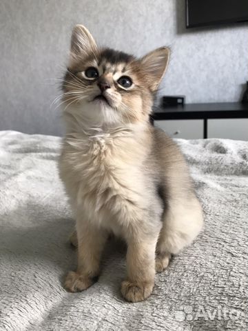 Котята Сомали