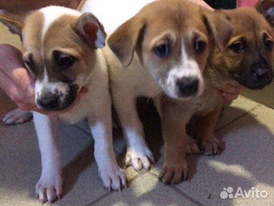 Щенки метисы