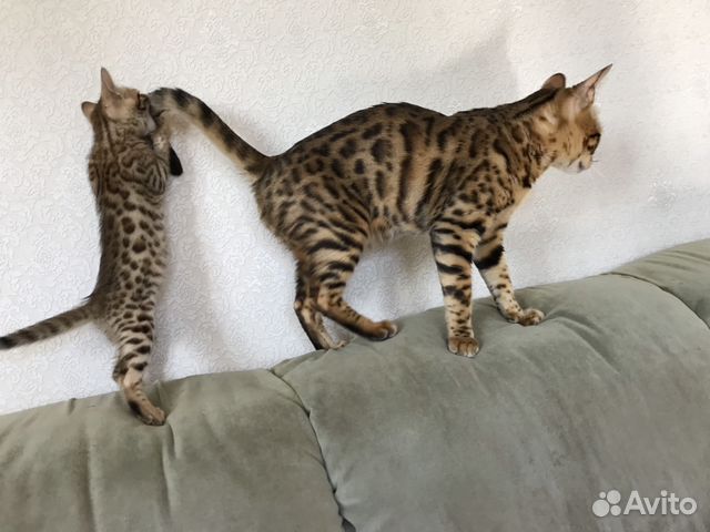 Бенгальские котята