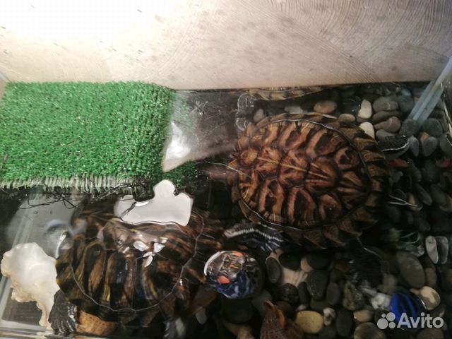 Милые черепашки