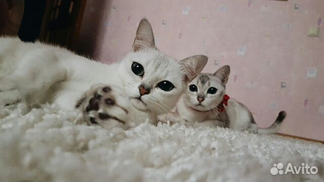 Котята редкой породы бурмилла