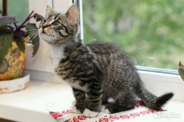 Дашенька, котенок