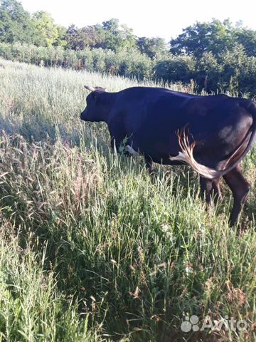 Корова и телка