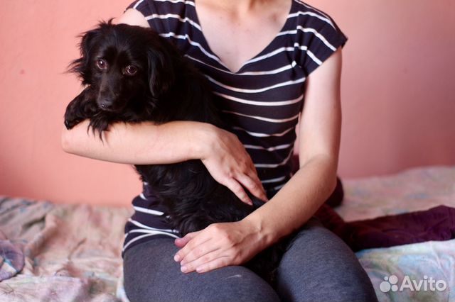 Ищет дом мелкий песик Дори