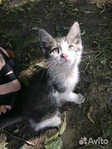 Котенок в добрые руки