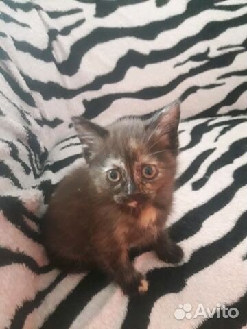 Кошечка метис британца