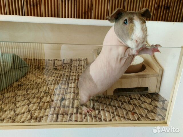 Скинни морская свинка