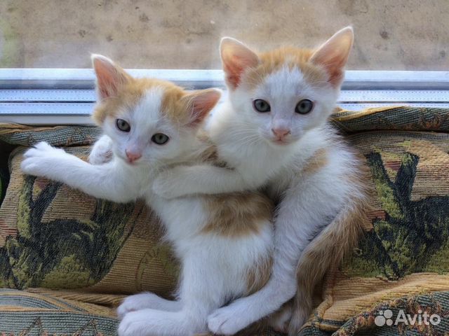 Отдадим чудесных котят в добрые руки