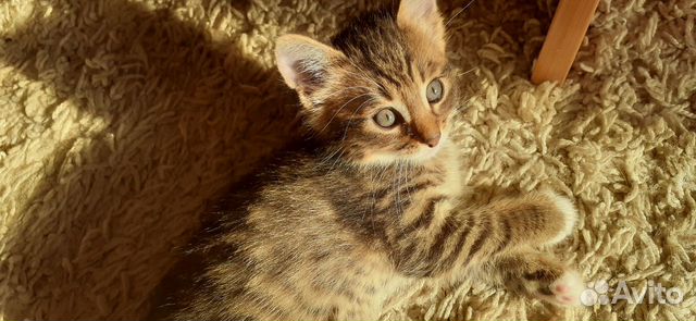 Отдам котенка в хорошие руки