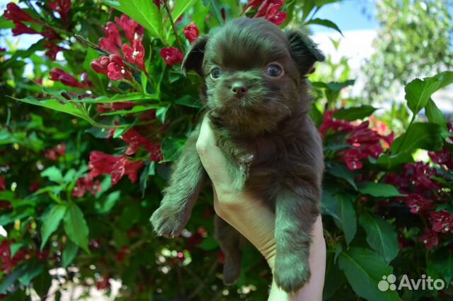 Шоколадная мечта