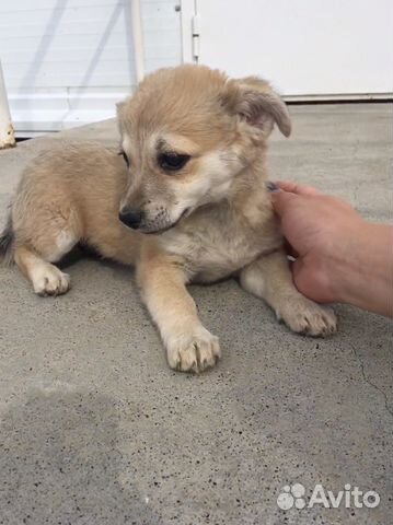 Маленький друг