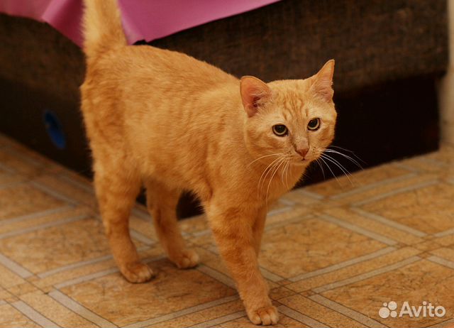 Лимончик. Моня. Рыжее чудо. Кот бесплатно