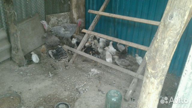 Индюшка с индюшатами