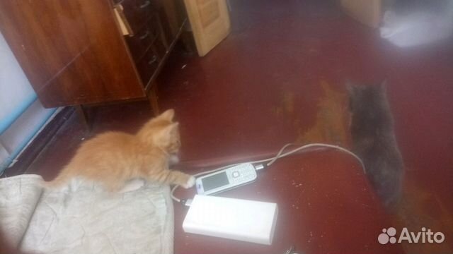 Котята 1.5 месяца в дар