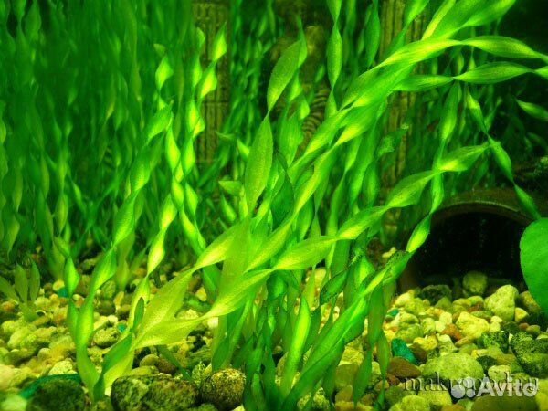 Валлинсерия